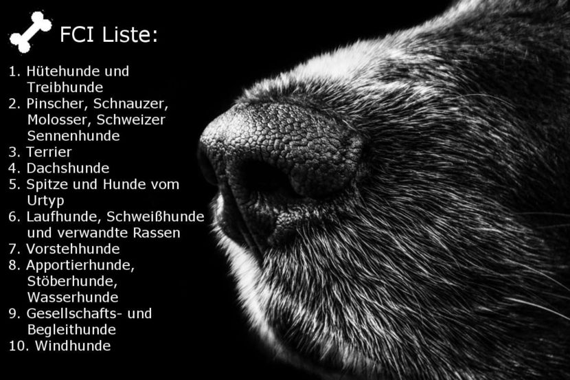 Hunderassen ? Alle 300 Rassehunde von A-Z - FCI Einteilung